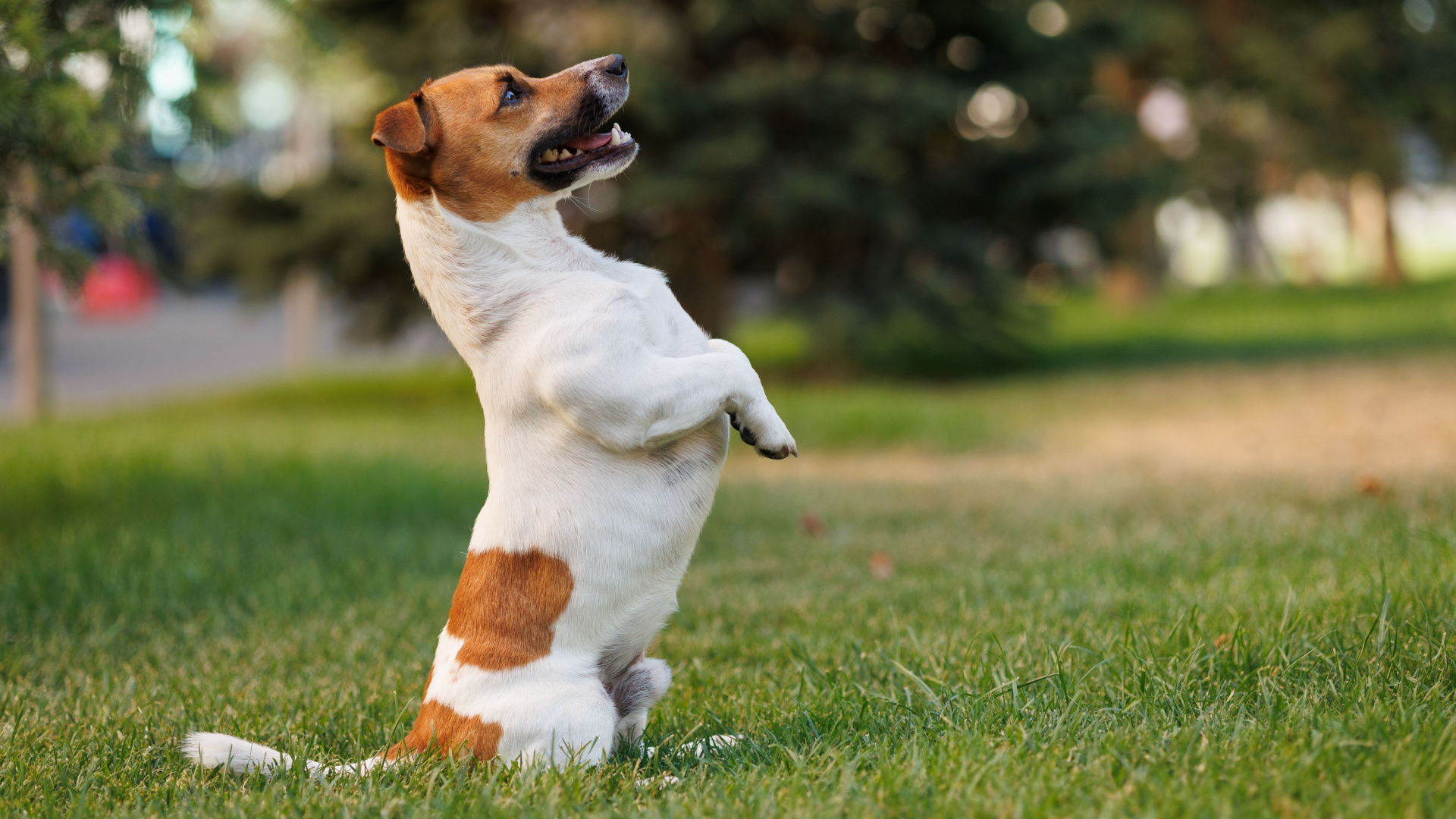 10 simple methods to teach your dog tricks that are actually fun for ...