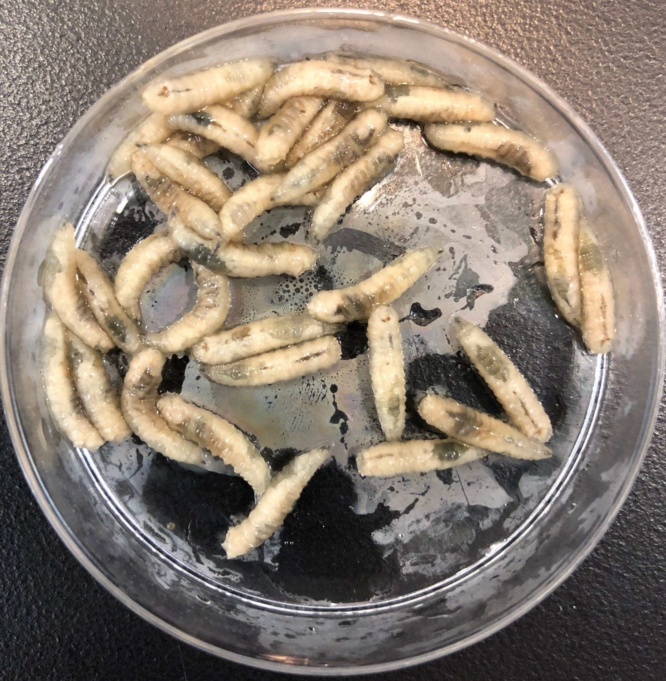 Maggots' DNA may revolutionize death investigations, researchers say