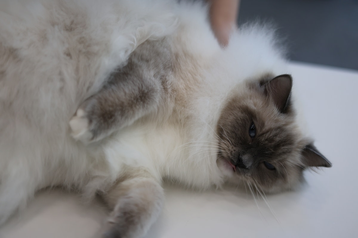 Floppy ragdoll cat's 'unconscious throw pillow' look is adorable fluff ...
