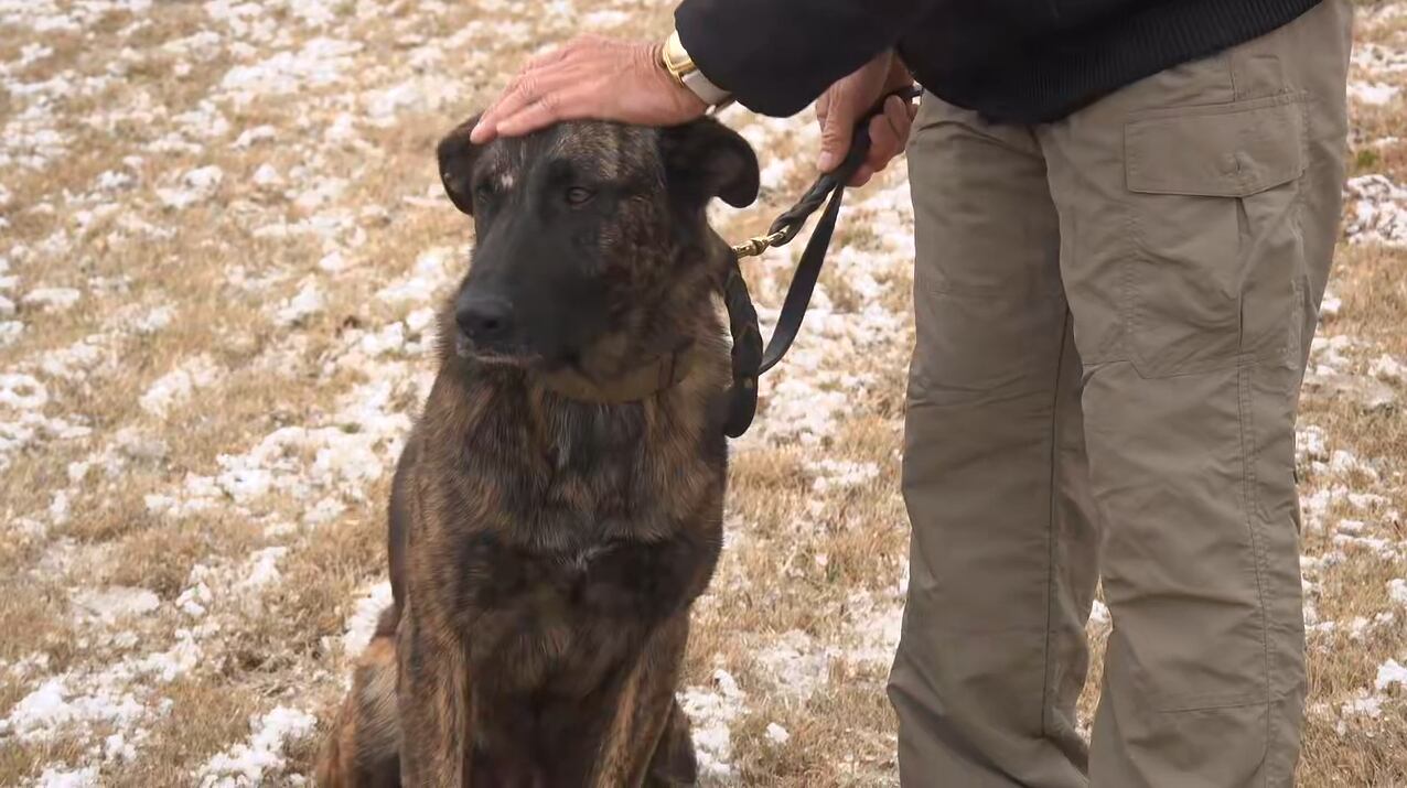 War dog, 2-year-old Dutch shepherd, wins Good Citizen Award