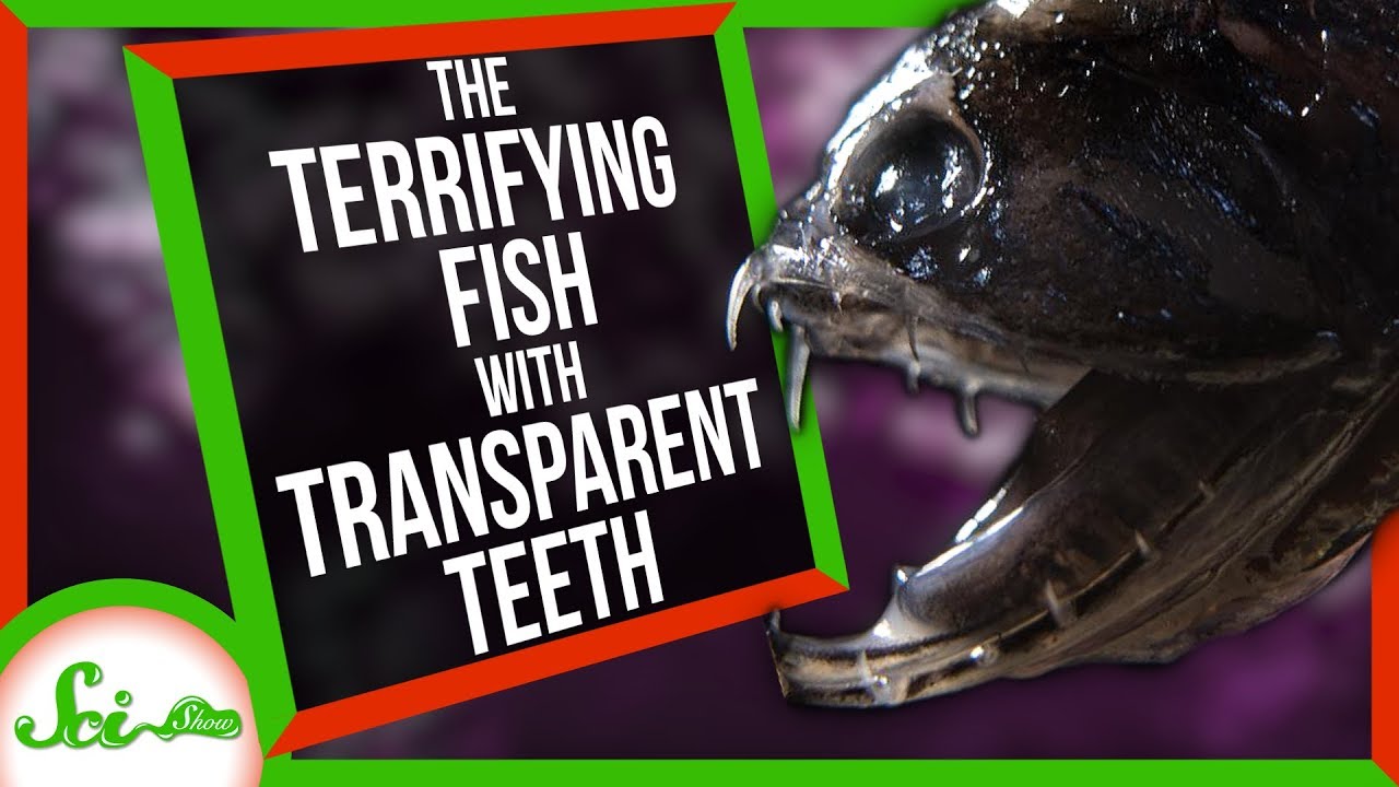 The terrifying fish with transparent teeth