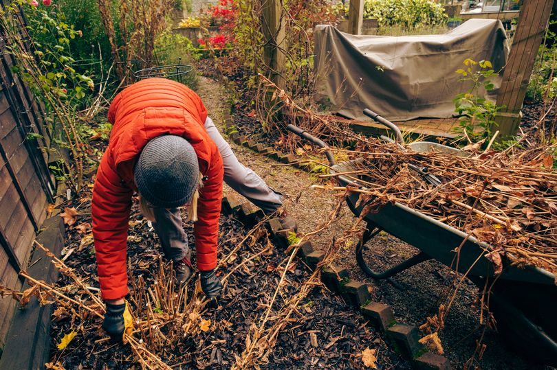 Plants to prioritise pruning in December so they burst into life in spring