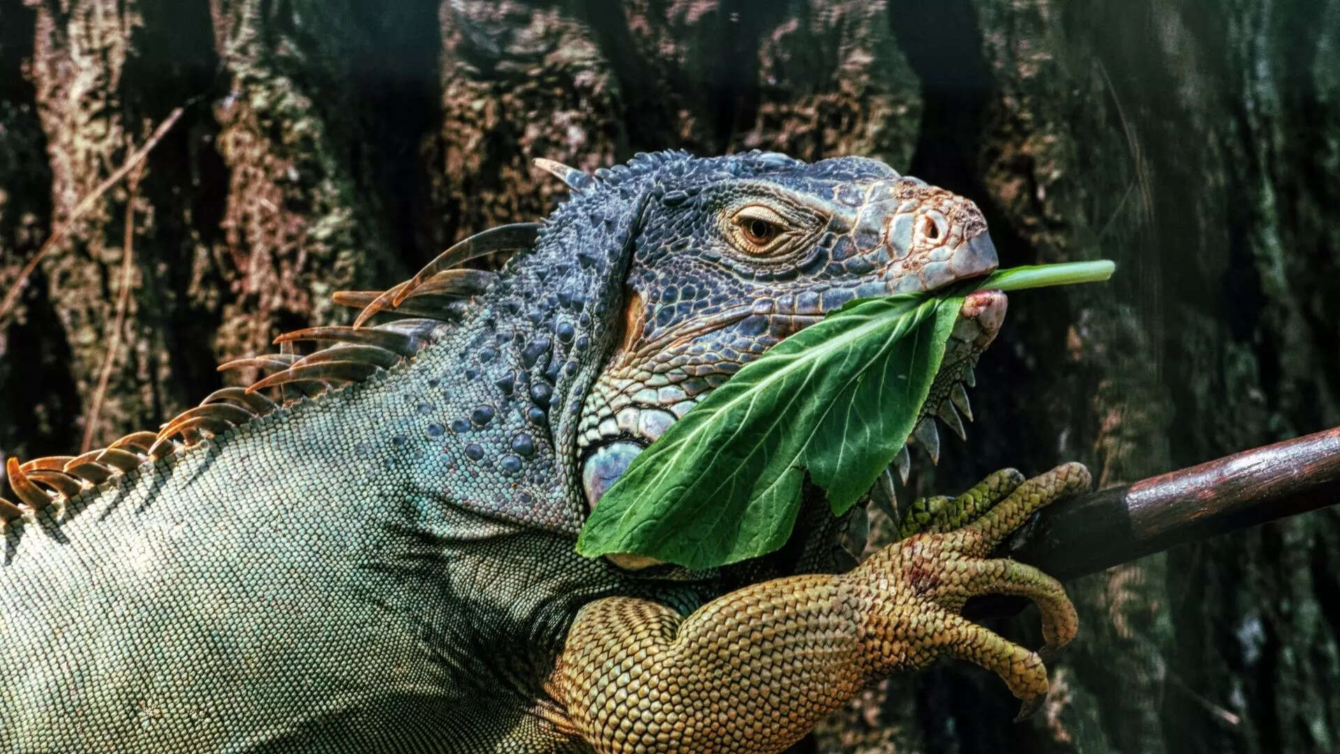 7 bizarre animal eyes that defy everything you know about vision