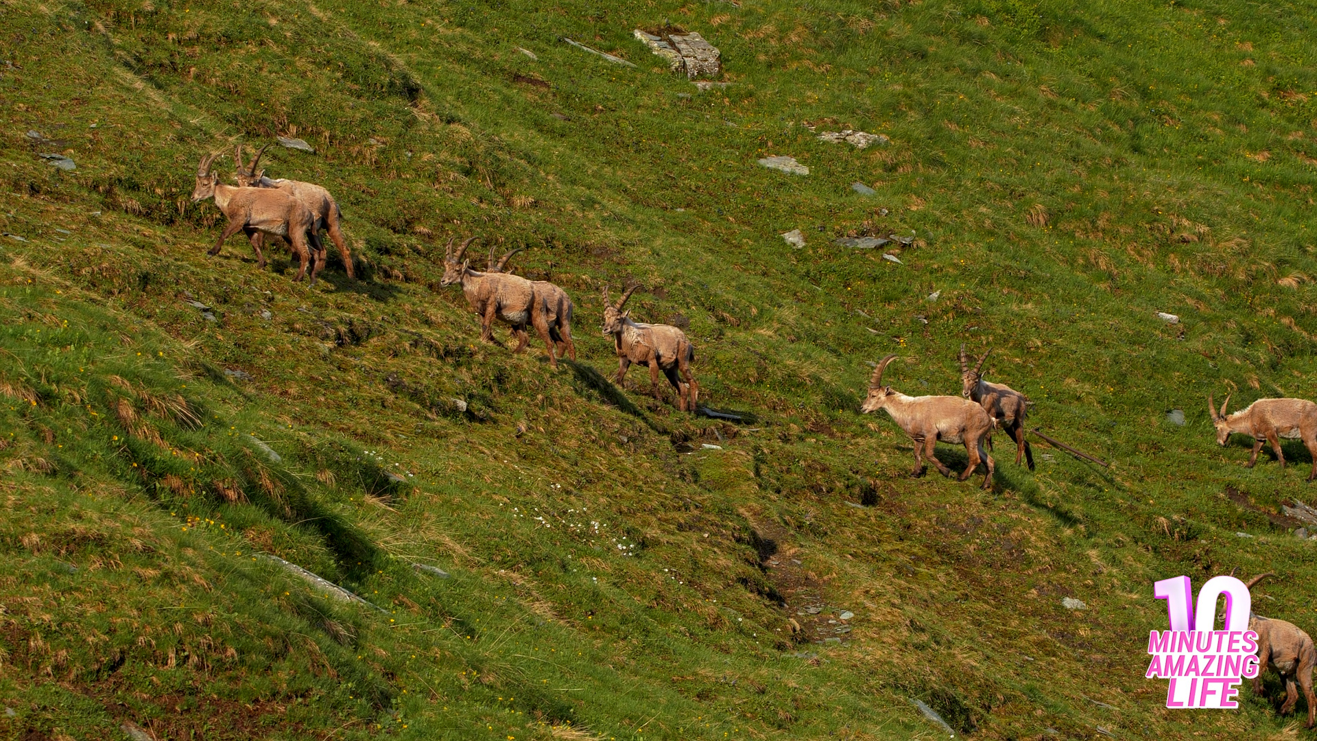 I filmed alpine ibex crossing a steep mountain slope