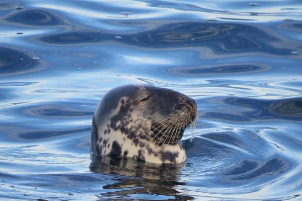 Why winter is the perfect time to spot seals in Dorset