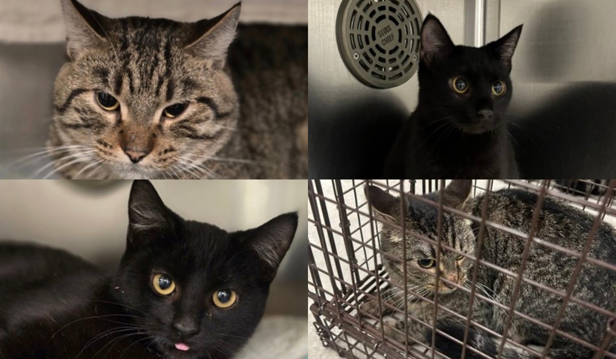 All cats saved from being euthanized after rescue from hoarding situation
