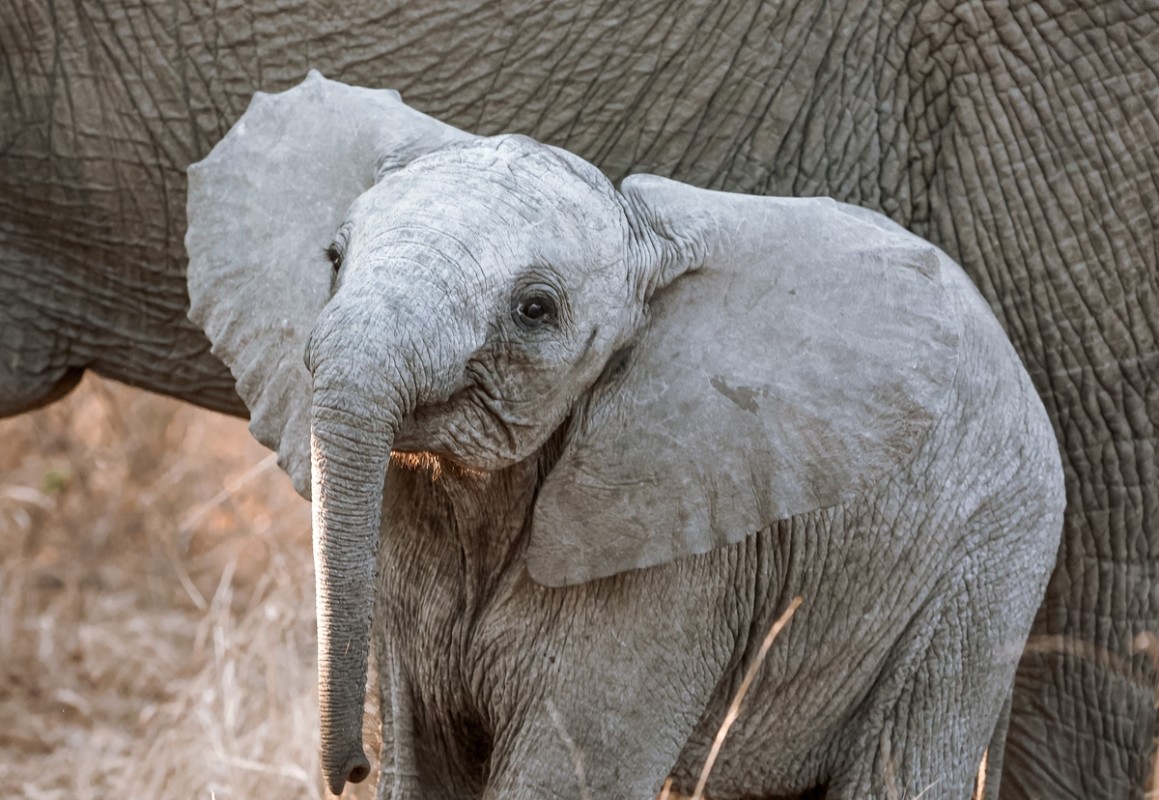 Meet Lady Bird: The adorable baby elephant learning to trumpet at Fort ...