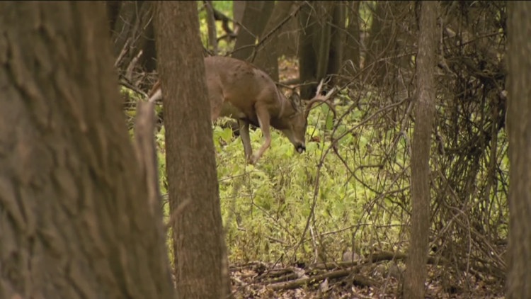IDFG announces first-ever nonresident elk and deer tags drawing