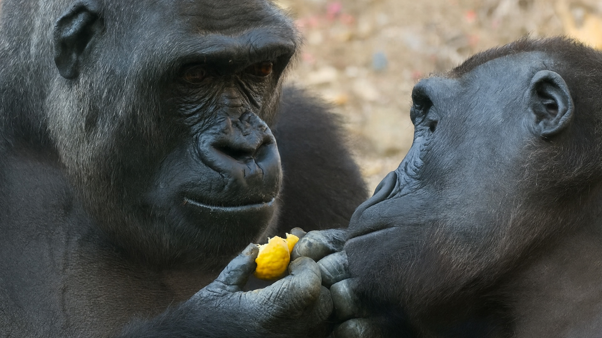 Love and kindness among gorillas