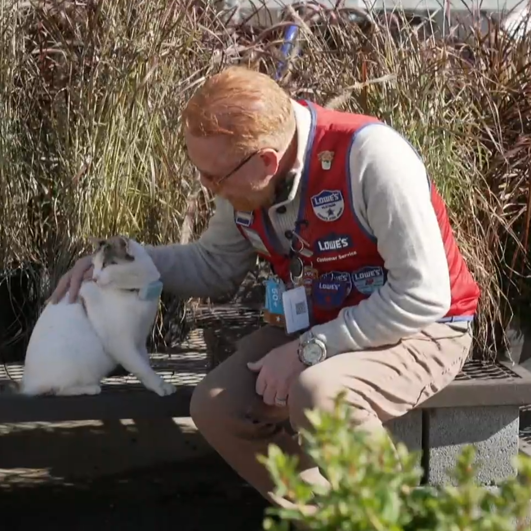 When a Lowe's store cat disappeared, staff pulled out all the stops to ...