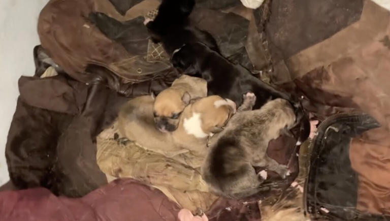 Rescuers find dog in abandoned home guarding five precious lives