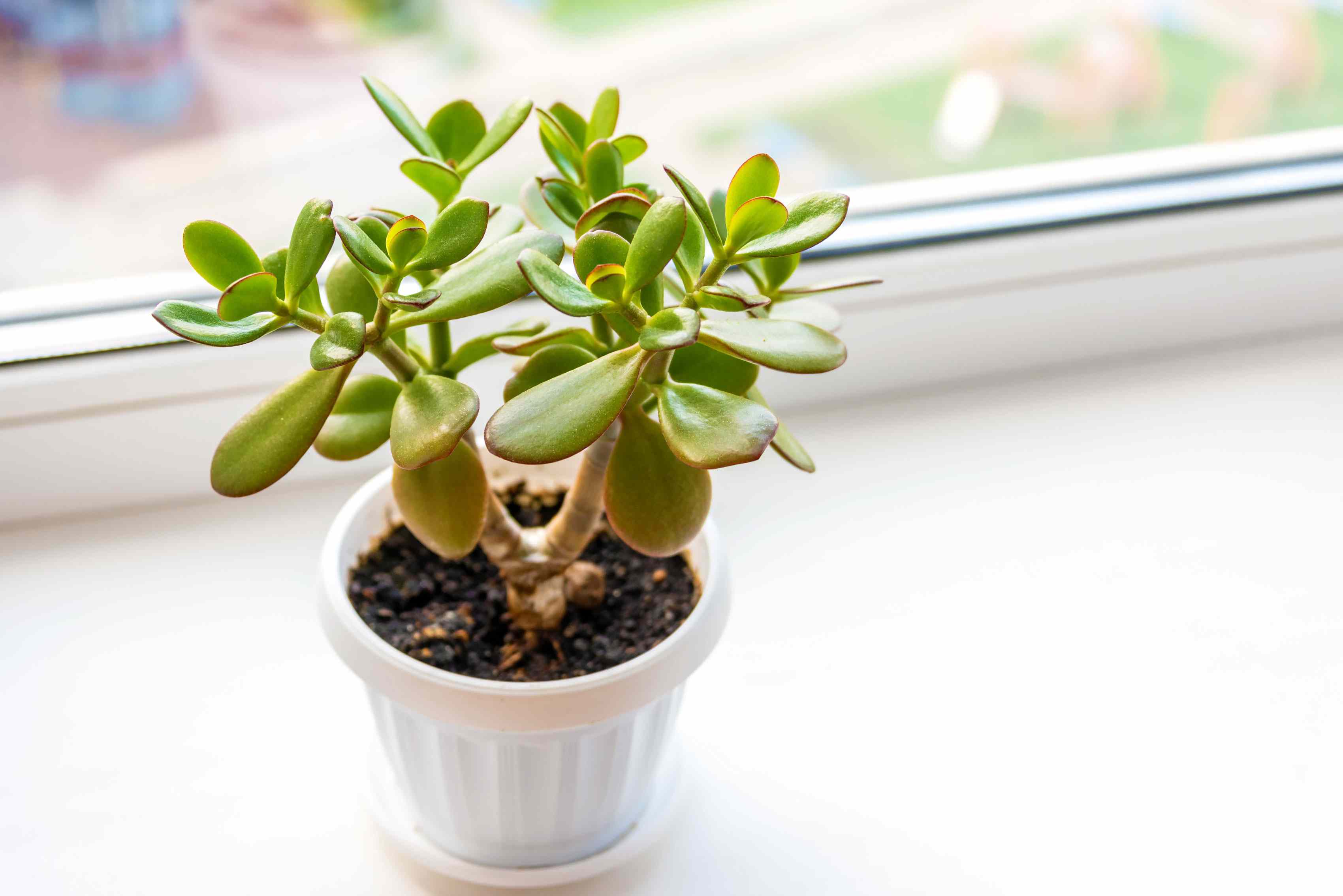 How to prune a jade plant so it grows strong and healthy