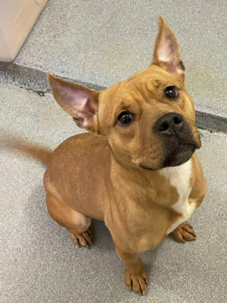 Hamden dog found abandoned at Mill Rock Park adopted, officials say