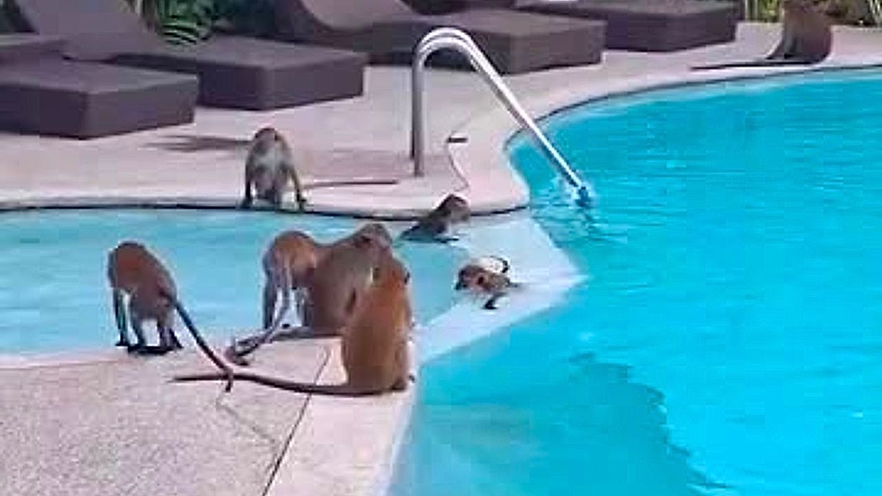 Wild monkeys stole hotel pool from tourists