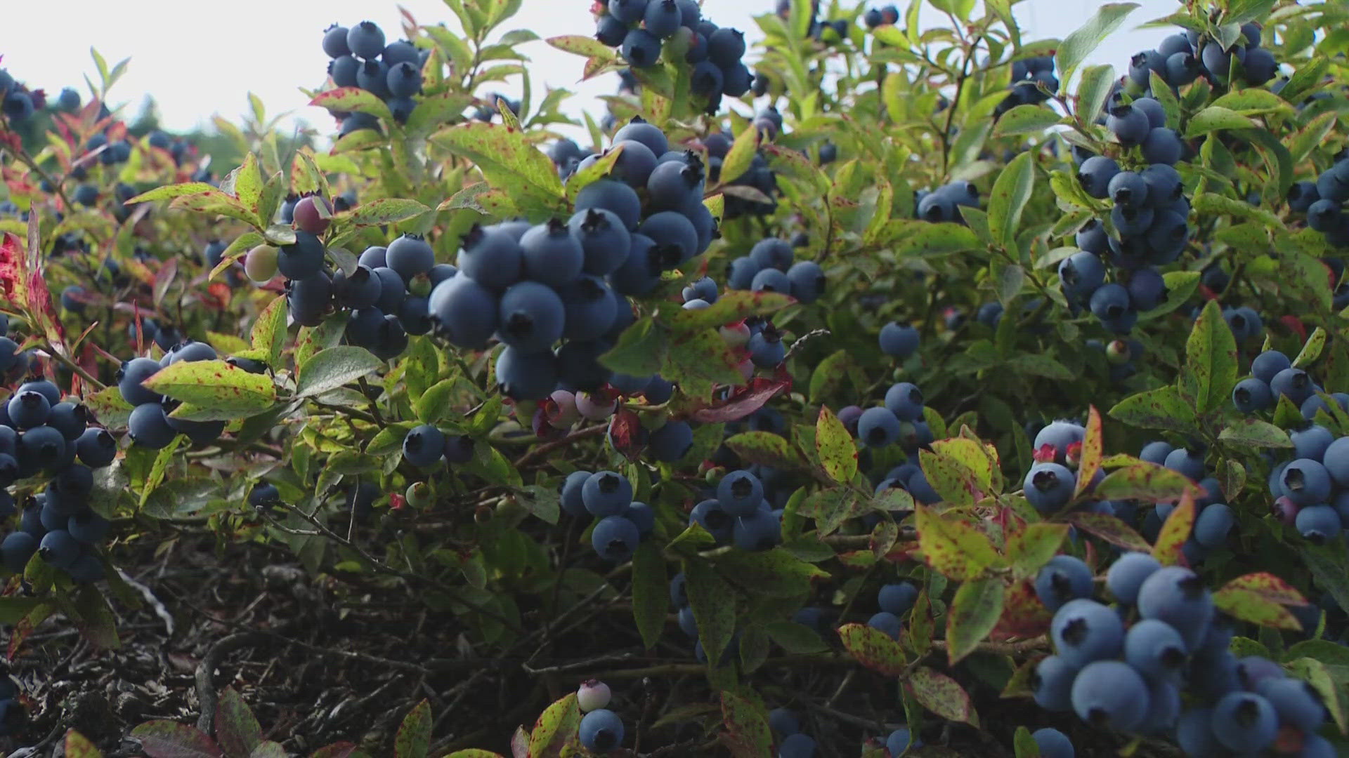 About $28M lost in wild blueberry farming due to drought, commission says