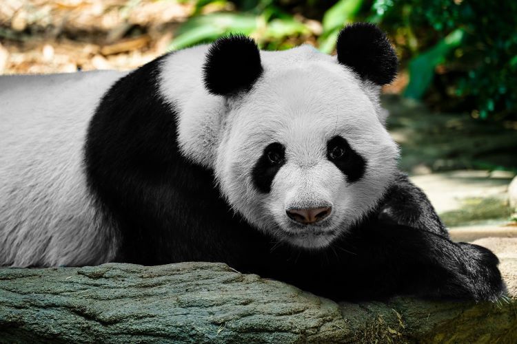 8 arti mimpi panda, pertanda penipuan hingga punya musuh besar