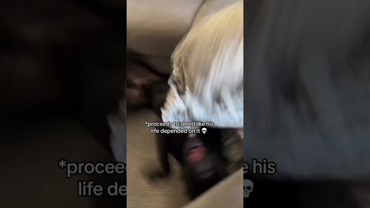 Dog can’t have nice things without making a mess