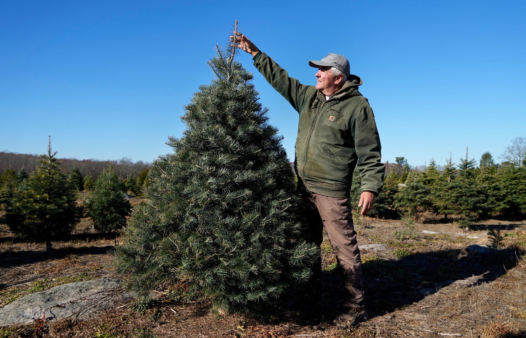 Looking for a RI-grown Christmas tree? Here's the 5 most common types.