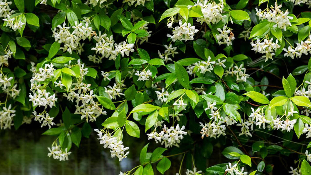 9 gardening tips for growing full and blooming jasmine flowers