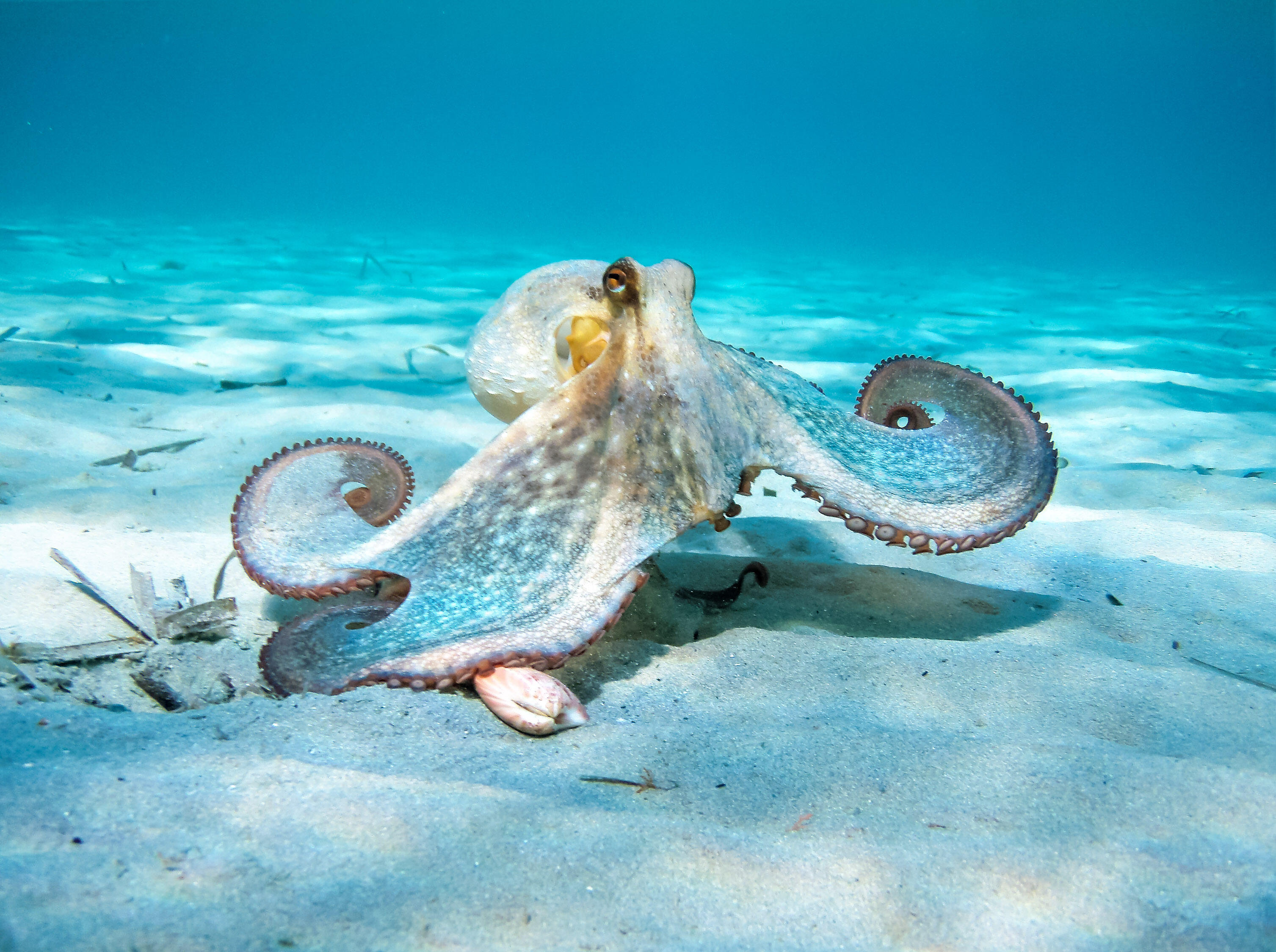 Scientists develop an octopus-like 'soft robot' that can change color