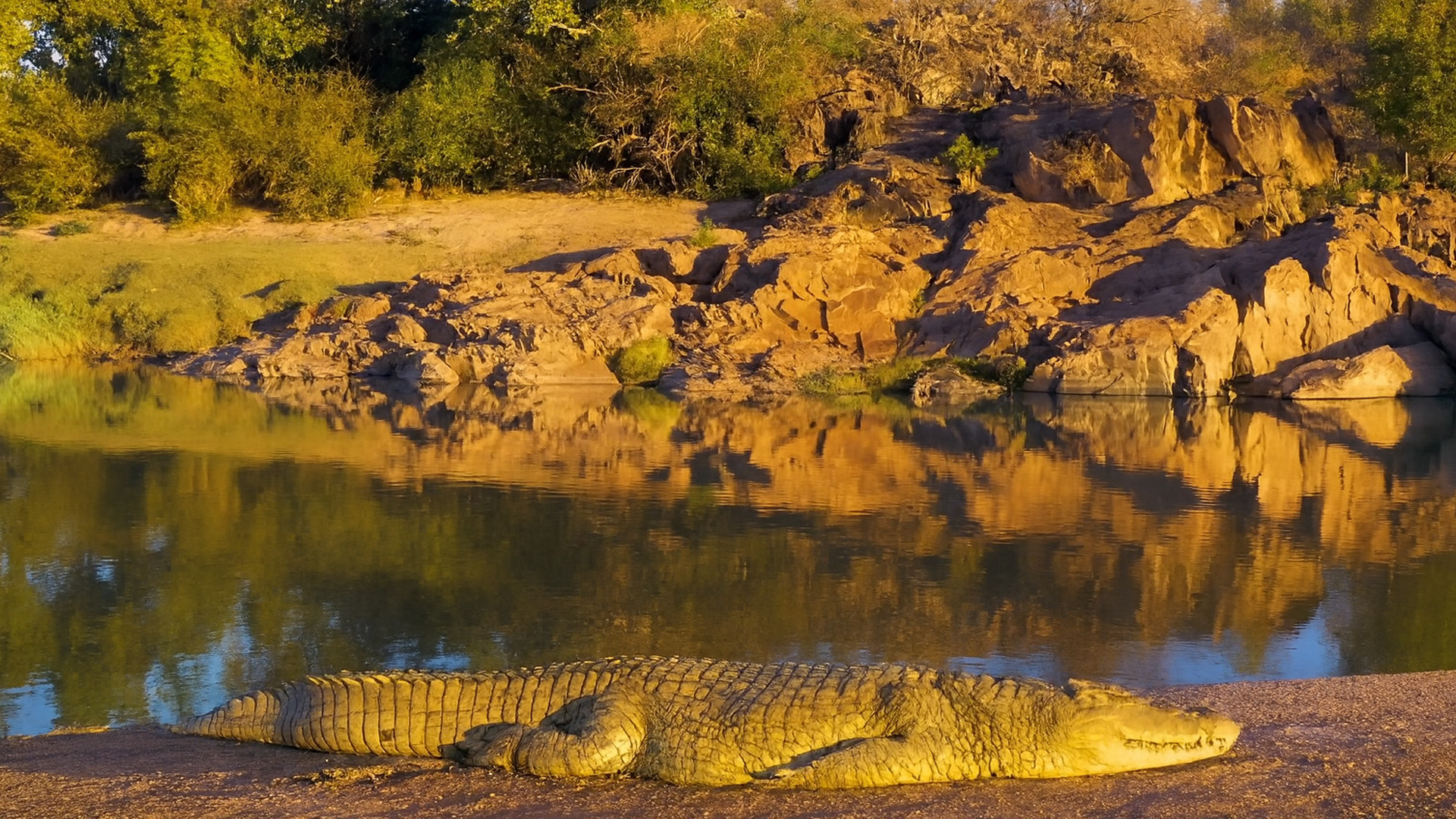 The king of the river