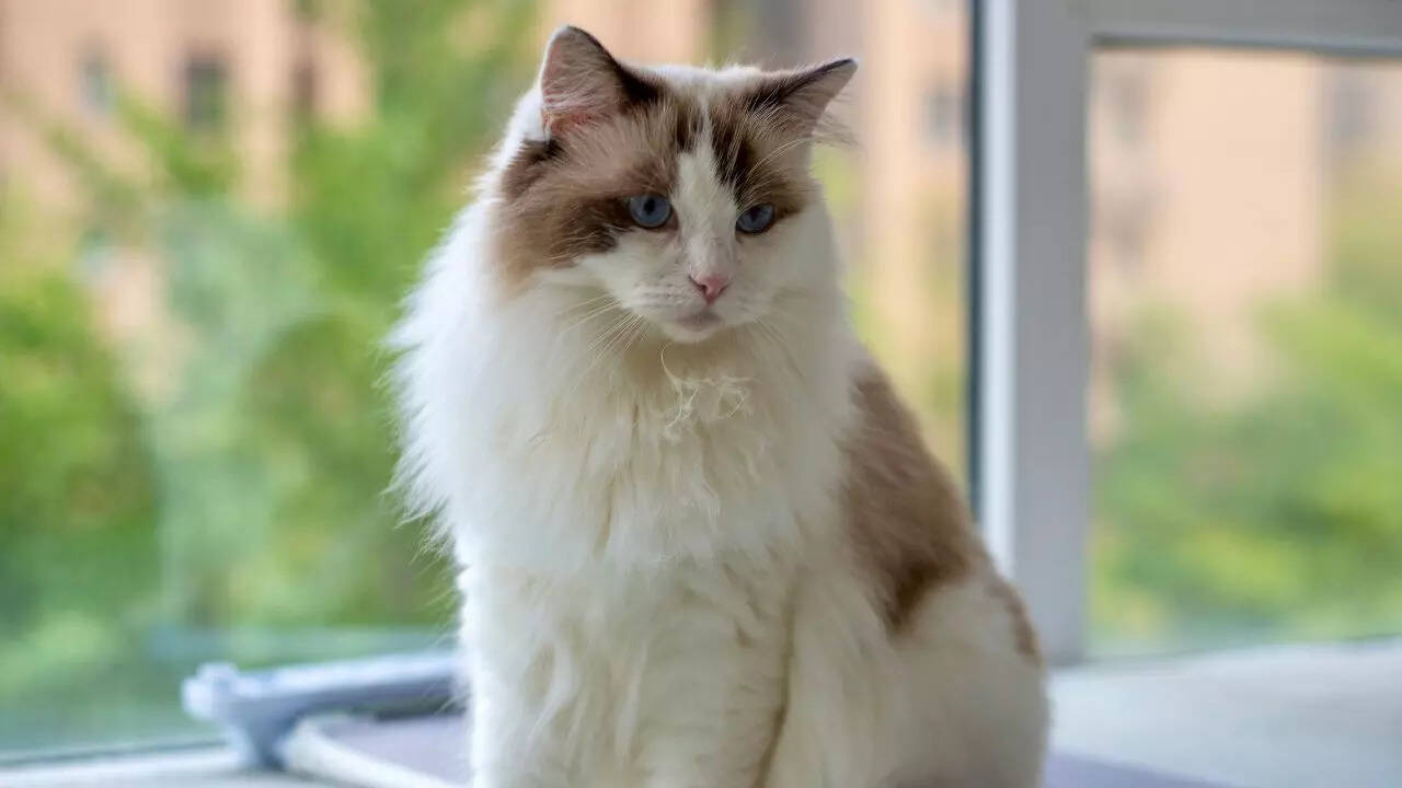 7 adorable cat breeds that will steal your heart in seconds!