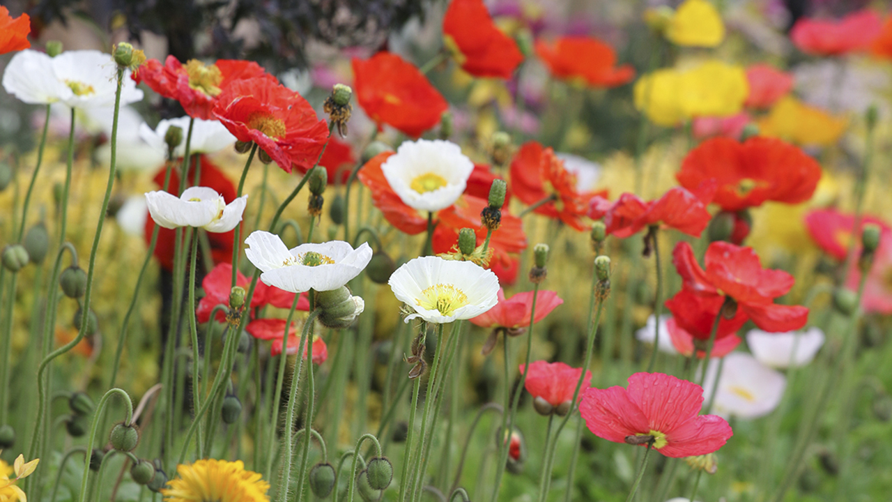 9 gardening tips for growing tons of blooming poppies