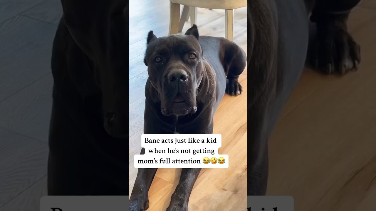 Dog always gets the last word in every argument