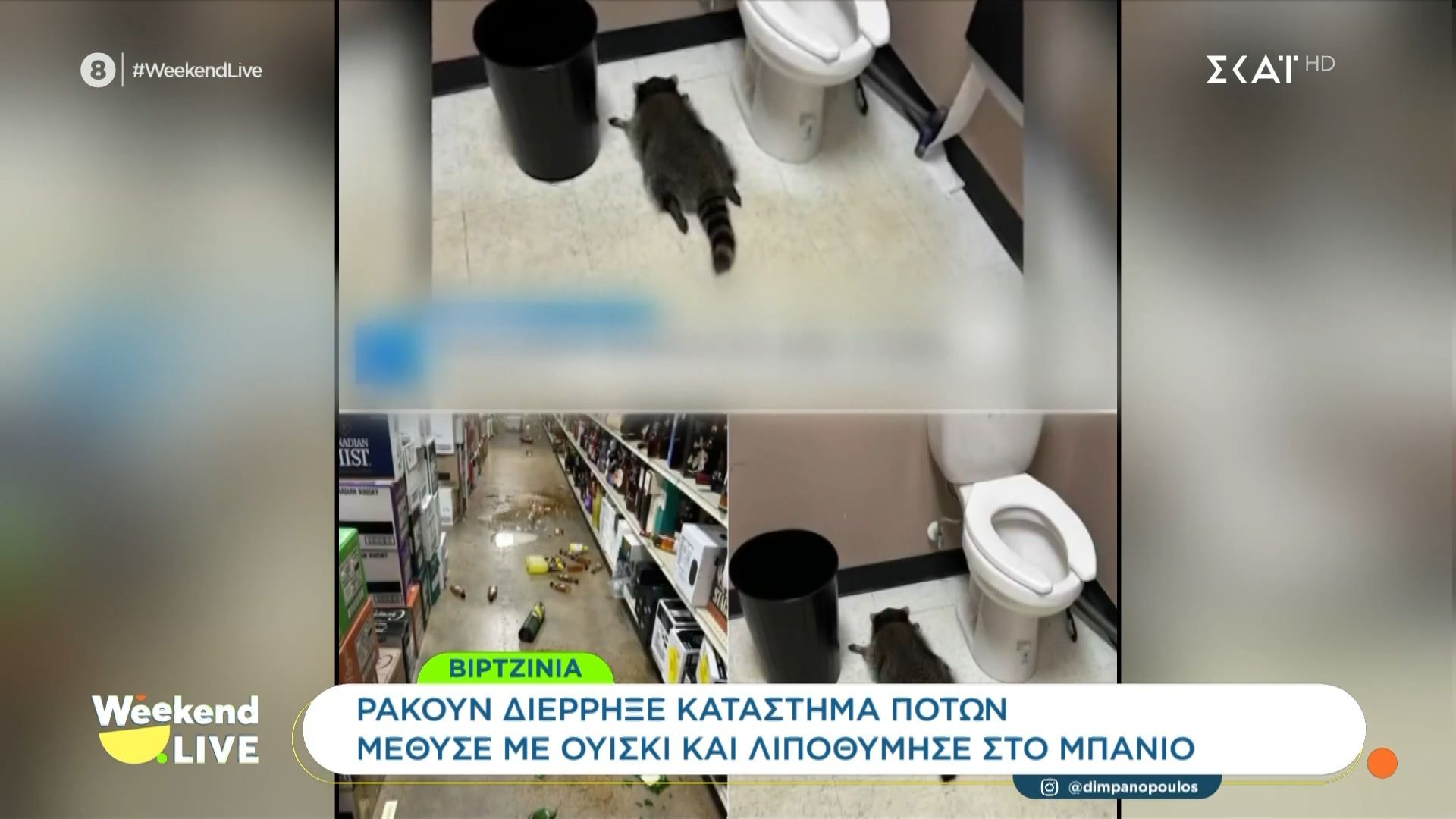 Ρακούν διέρρηξε κατάστημα ποτών - Μέθυσε με ουίσκι και λιποθύμησε στο ...