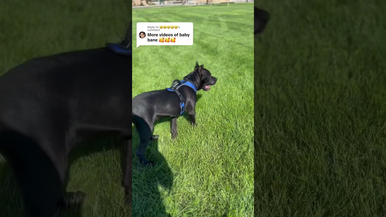 Baby dog melts hearts with adorable puppy moment