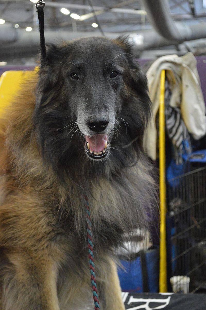 11 dog breeds that light up the moment you praise them