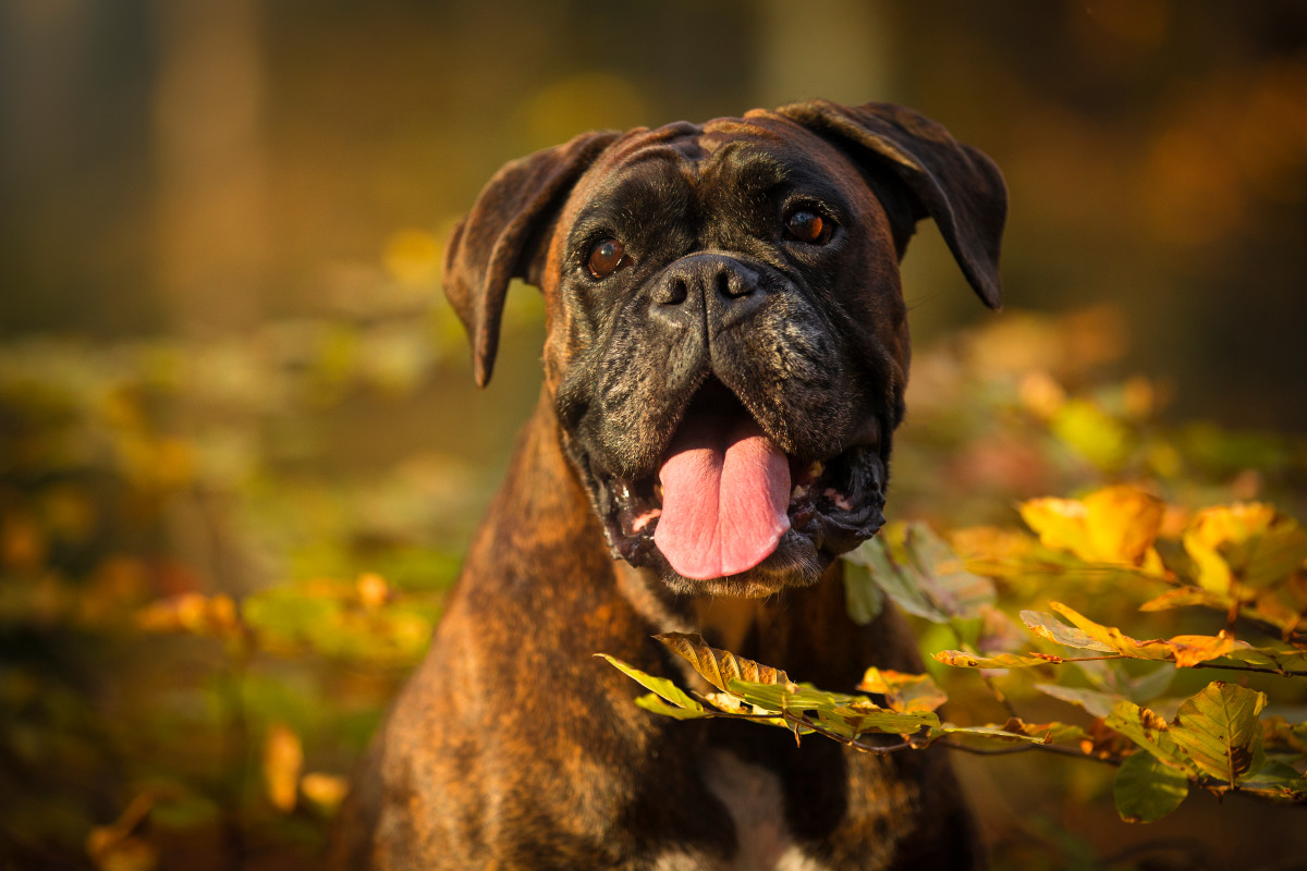 Sprinting boxer gives baby a serious case of the giggles we’re watching ...
