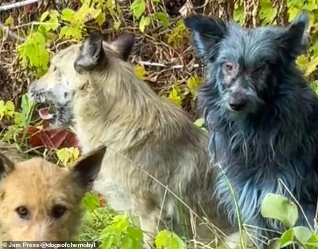 Mystery of Chernobyl's blue wild dogs solved: The real reason canines ...