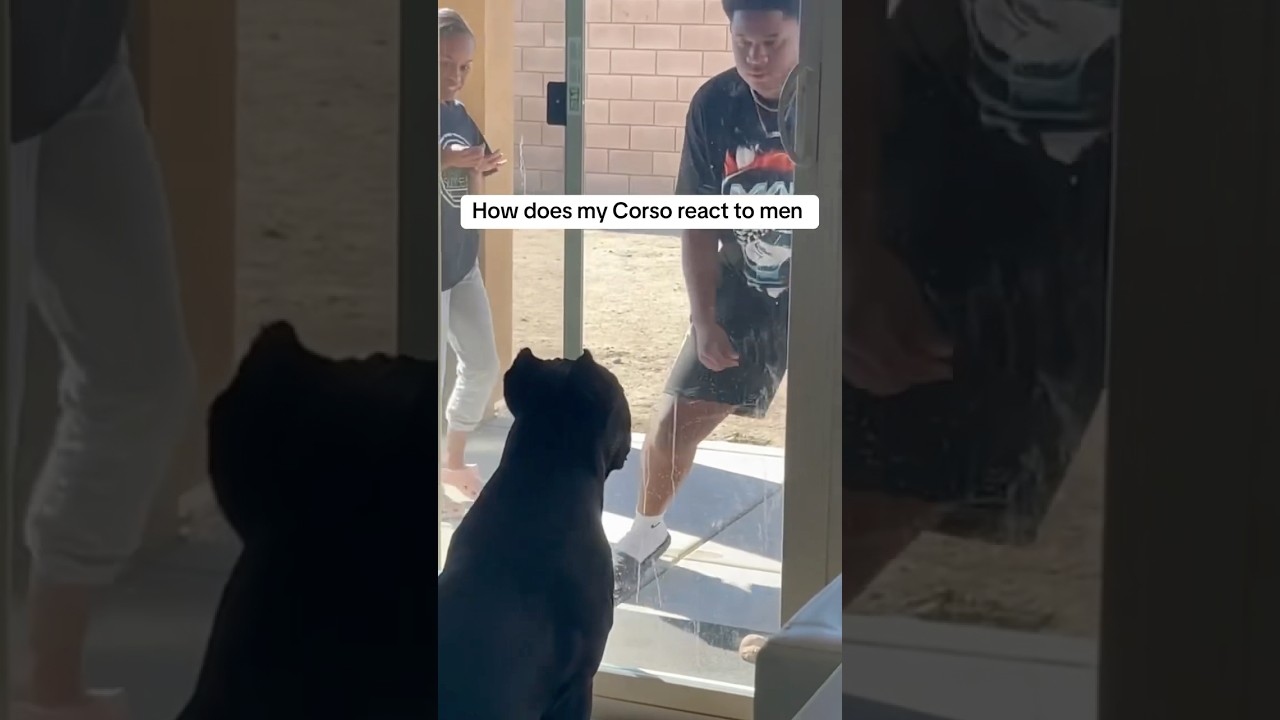 Funny dog locks eyes in hilarious manly stare down