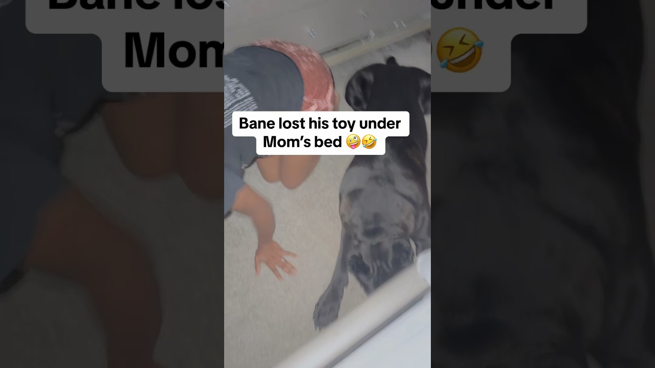 Dog’s toy goes missing under mom’s bed again