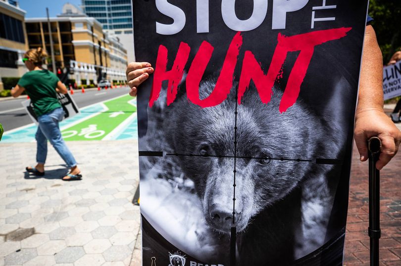 'Barbaric' black bear hunting season back for first time in 10 years as ...