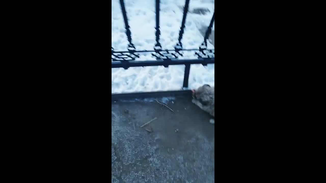 Puppy rescued after tongue freezes to railing in Jilin, China