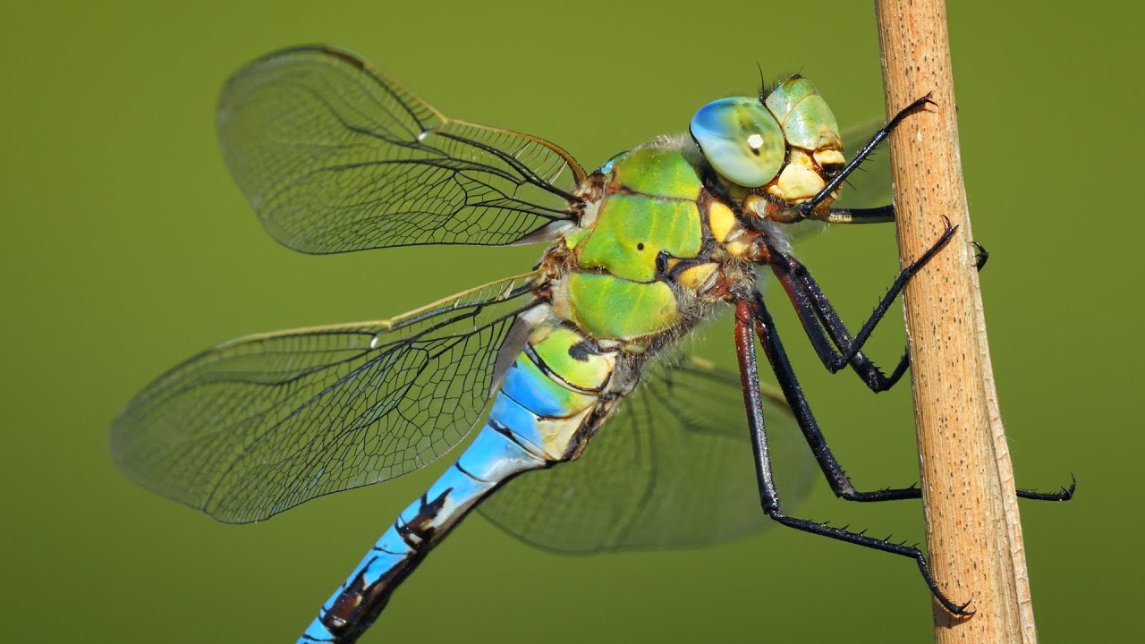 O mundo macro do imperador azul