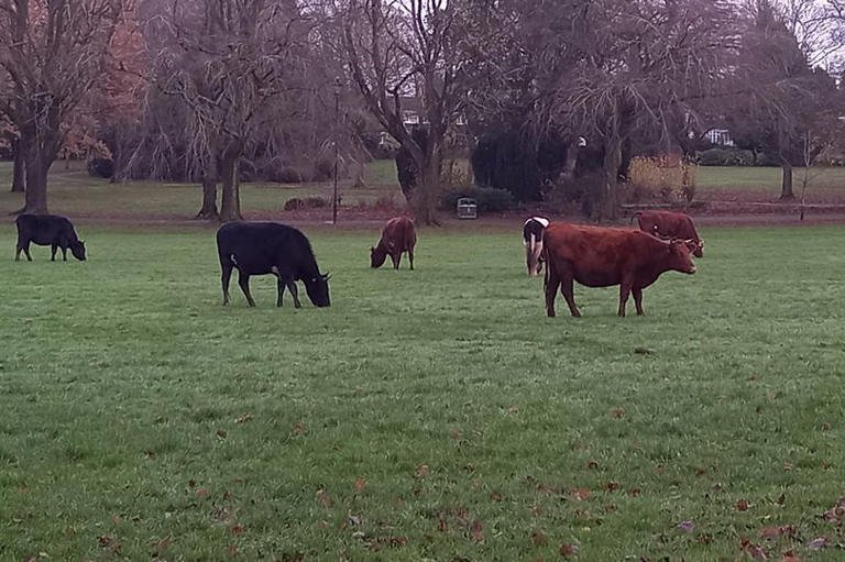 17 runaway cows in Stoke-on-Trent park after fence 'vandalised'