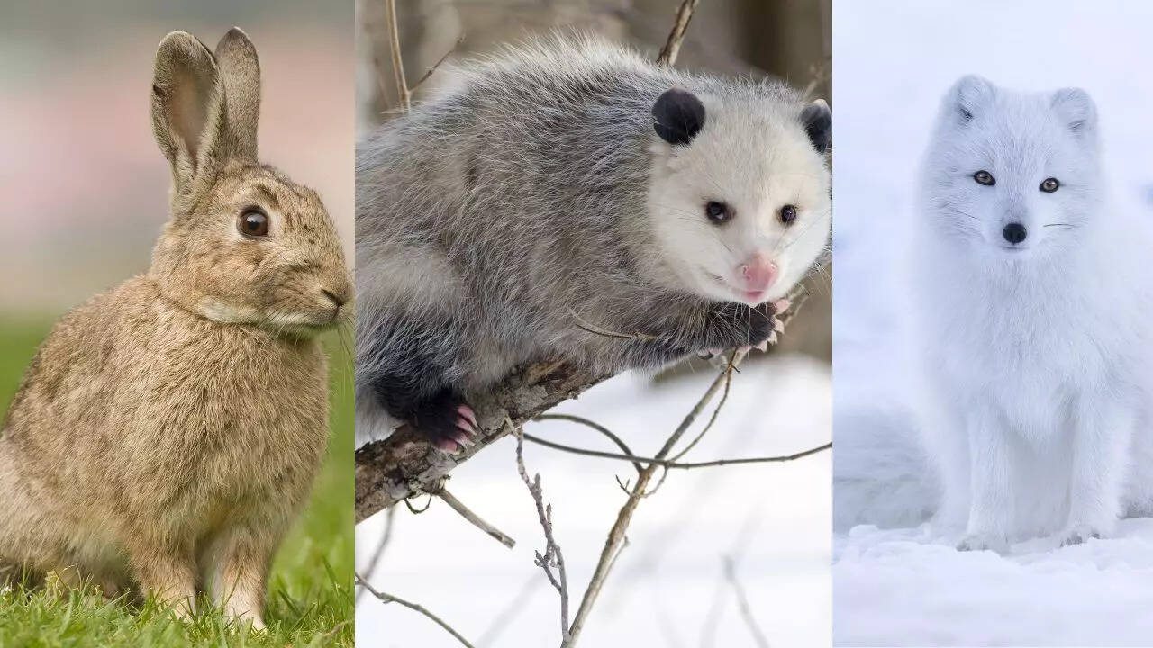10 incredible animals that give birth to dozens or even millions of ...