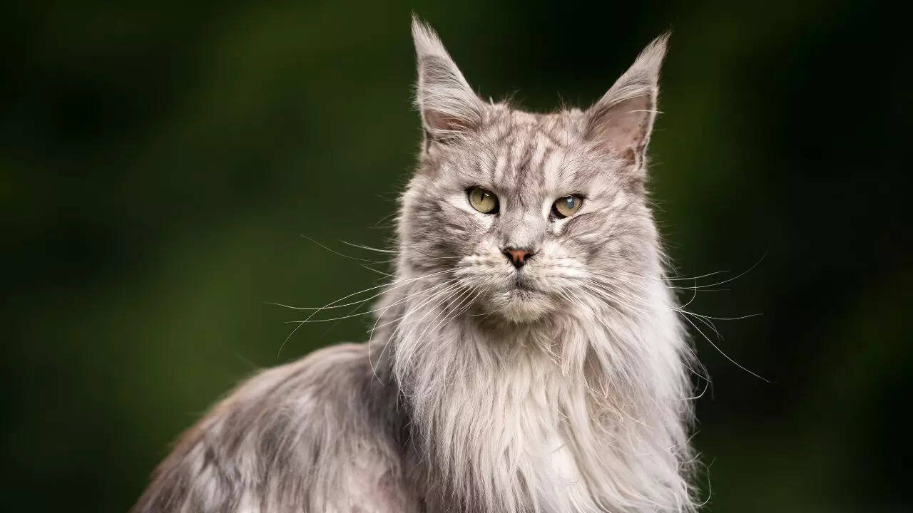 7 adorable cat breeds that will steal your heart in seconds!