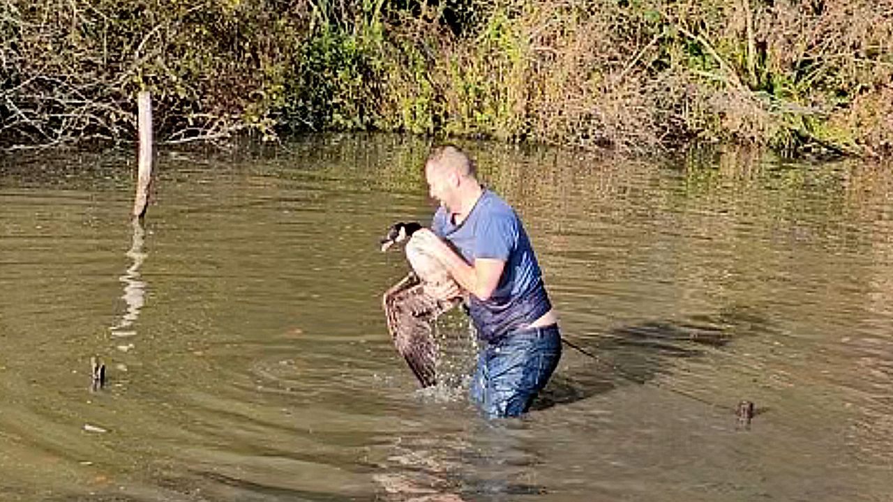 Man rescues goose tangled in rope