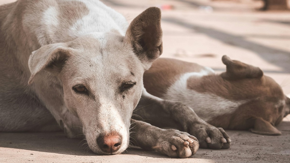How to DIY a cat and dog winter shelter: A simple guide for everyone