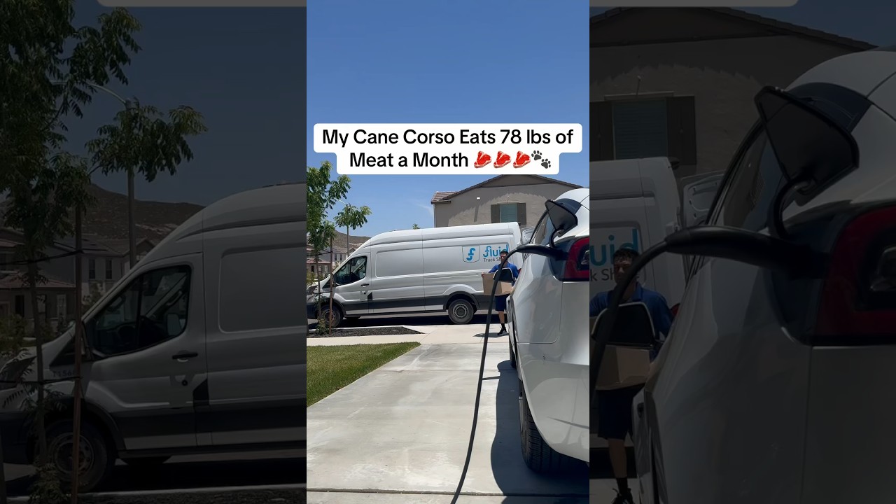 Big cane corso devours meat like there’s no tomorrow