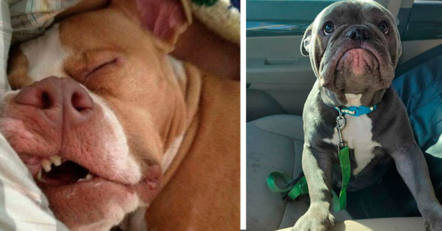 25 adorable photos of man's best friend