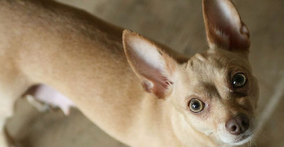 12 dog breeds that get jealous easily (and aren't afraid to show it)