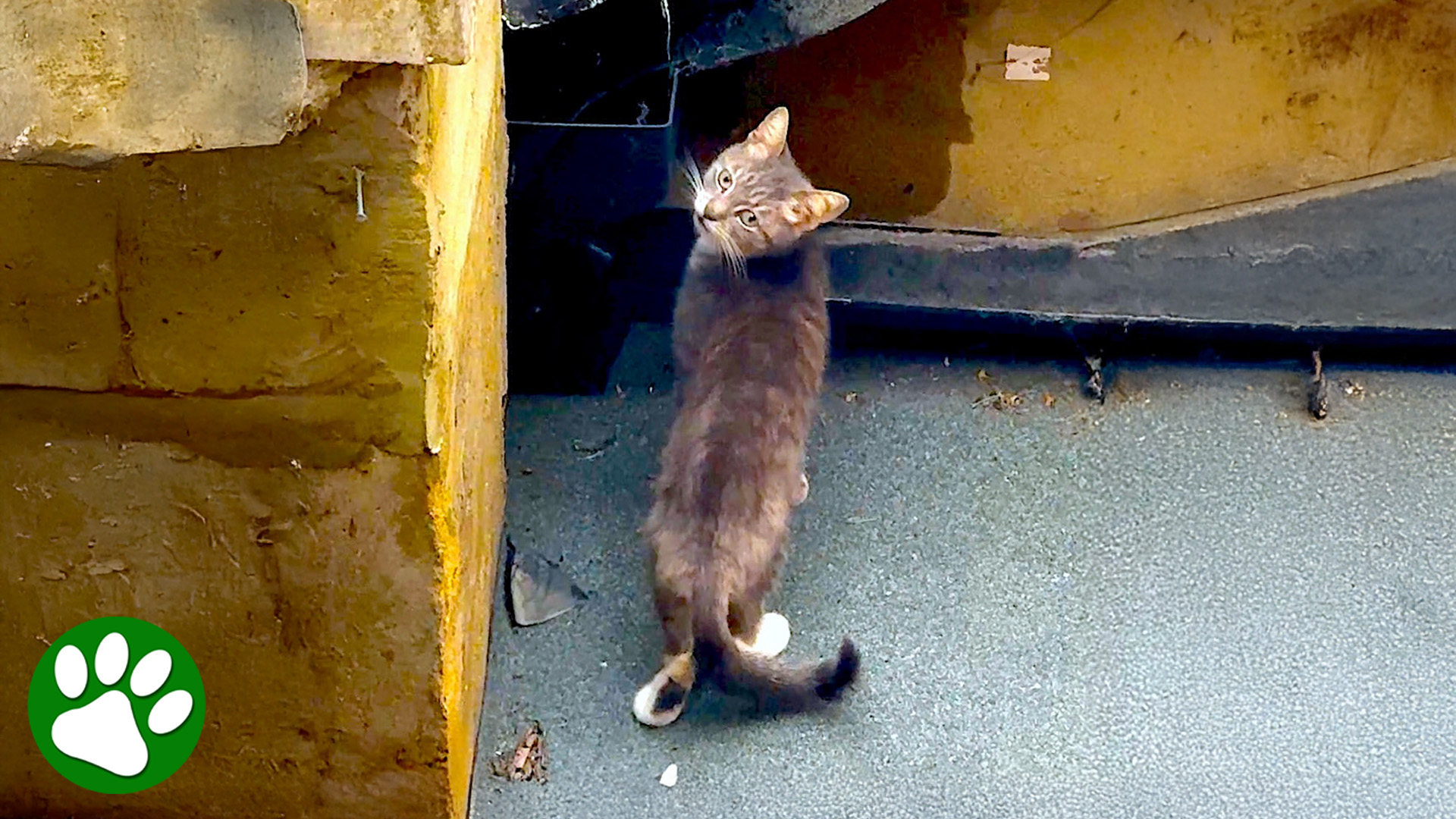 Abandoned cat living on the roof saved by kind woman