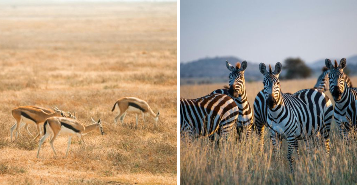 Herd life is beneficial for these 11 animals