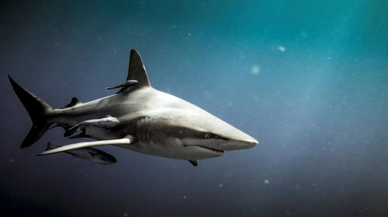 300+ shark bites, zero fatalities at New Smyrna Beach