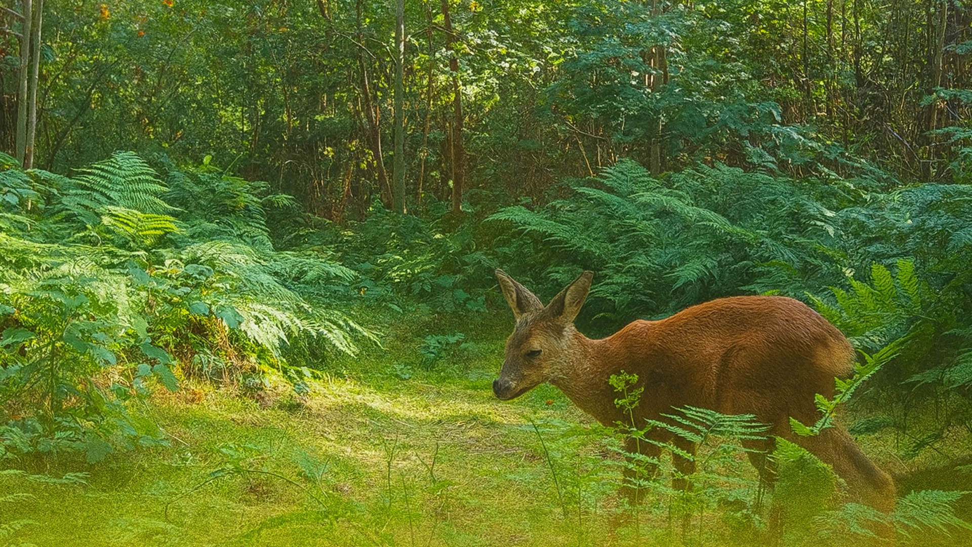 A hidden camera in nature captured this moment